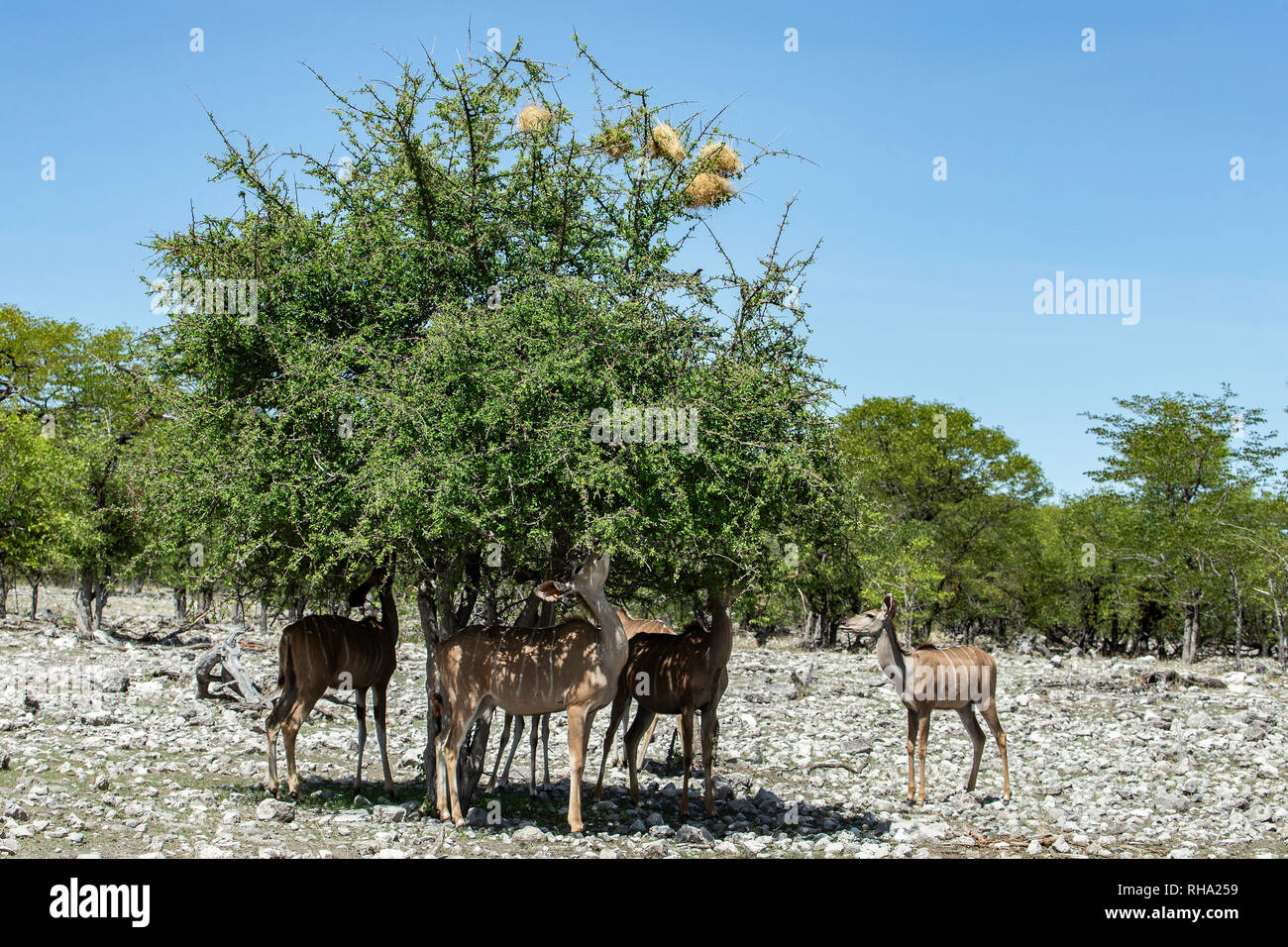 Kudu under tree hi-res stock photography and images - Alamy