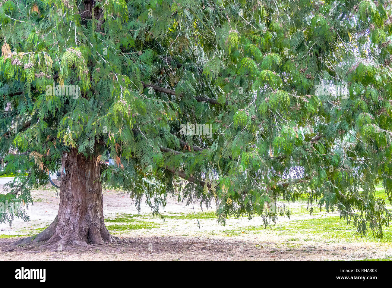 Widespread tree with fat/chunky trunk and horizontal branches Stock ...