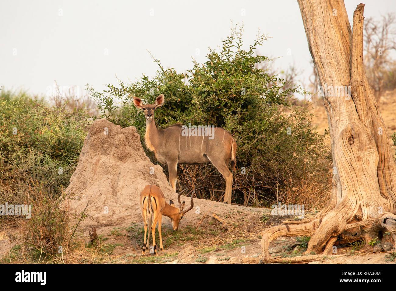 Order isoptera hi-res stock photography and images - Alamy