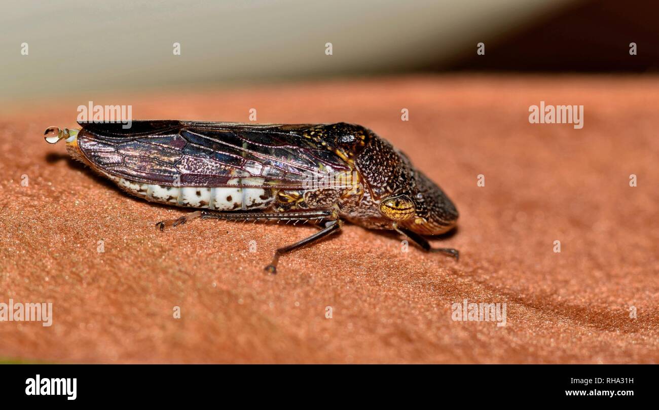 Tree hoppers hi-res stock photography and images - Alamy