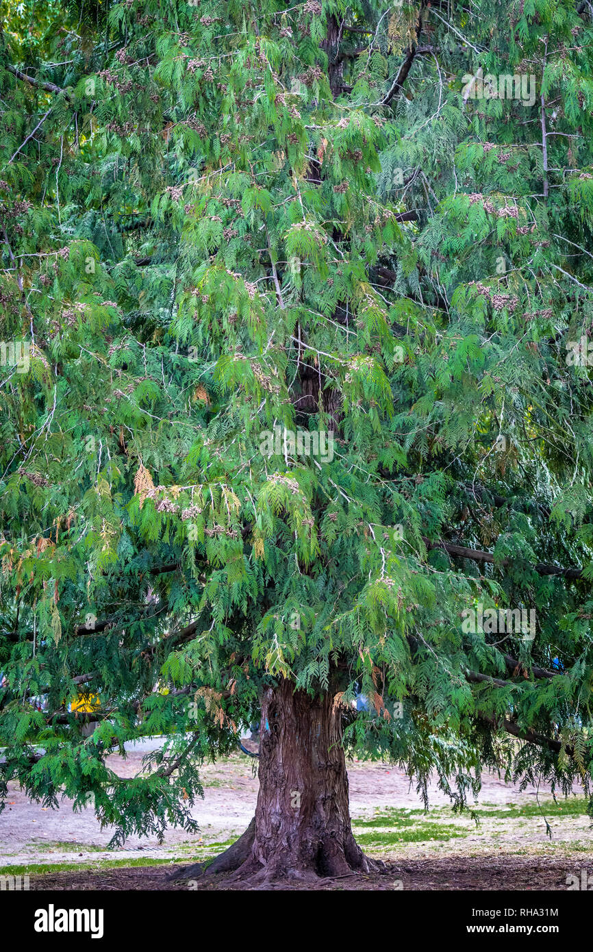 Widespread tree with fat/chunky trunk and horizontal branches Stock ...