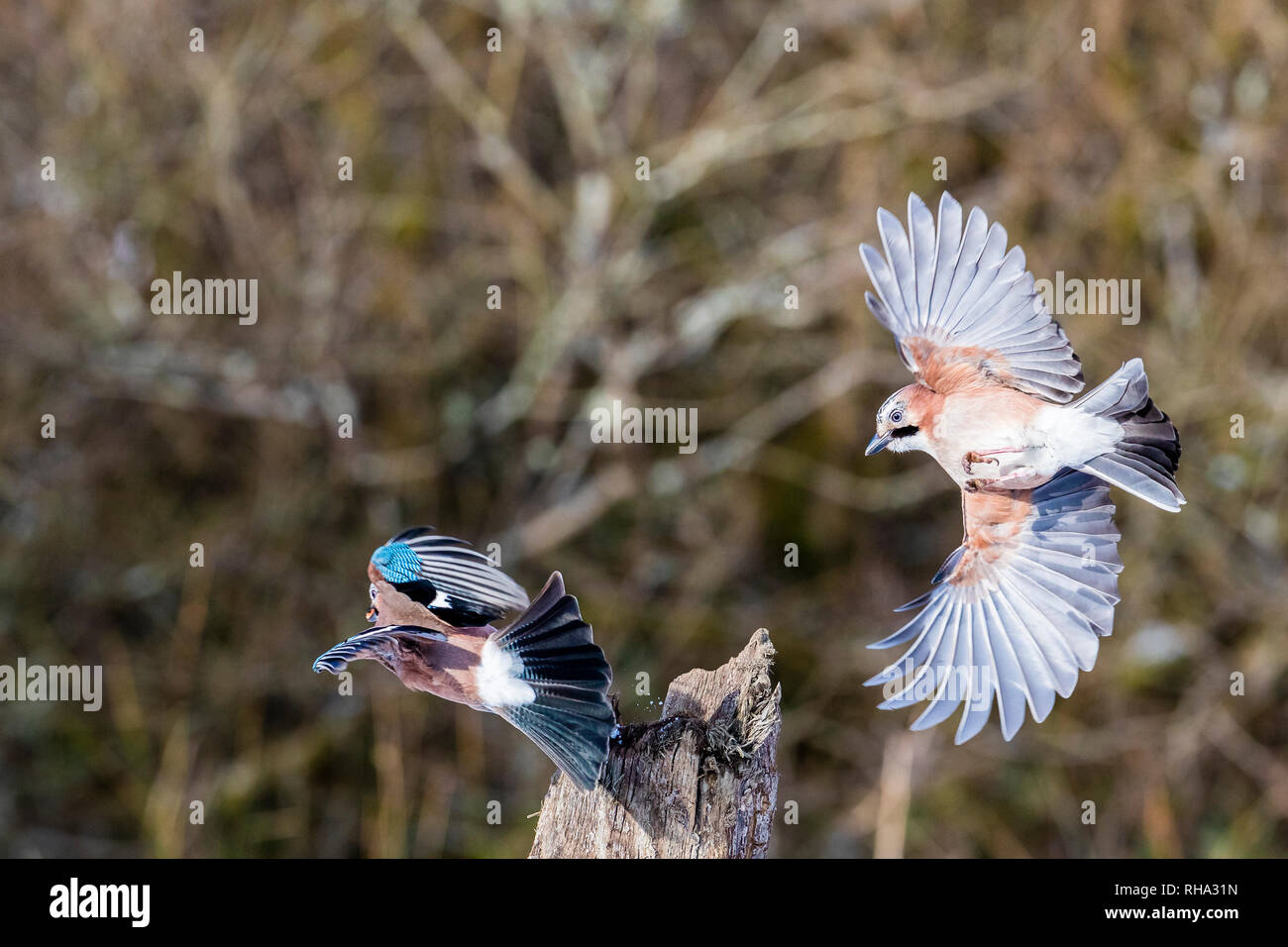 Jay see landing hi-res stock photography and images - Alamy