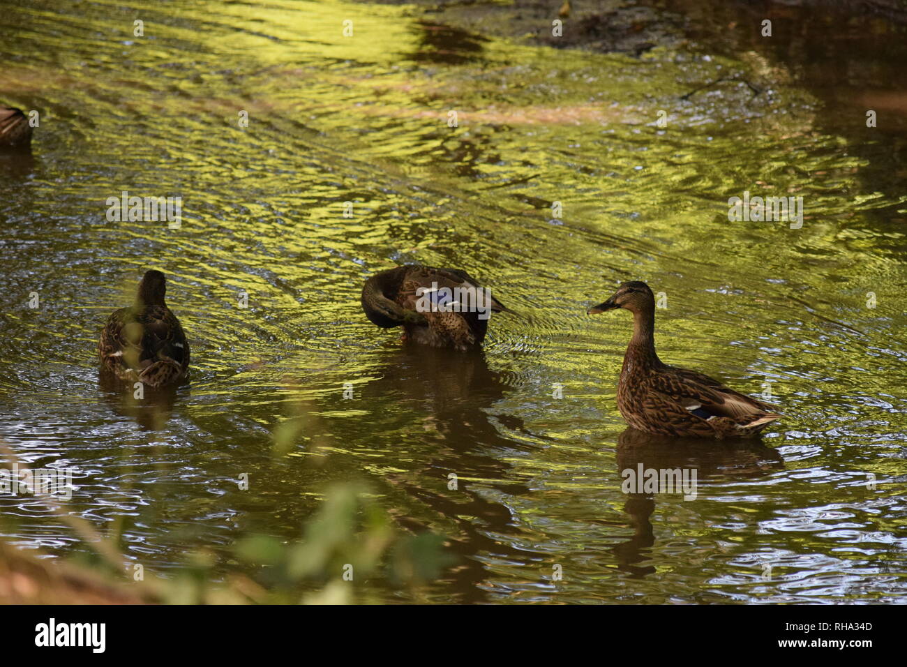 Morning inspection hi-res stock photography and images - Alamy