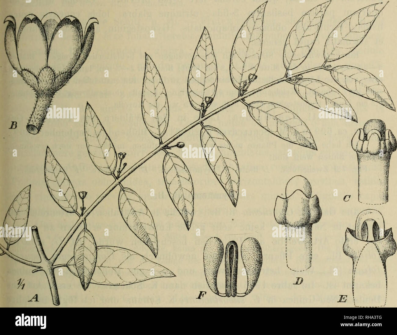 Gynostegium hi-res stock photography and images - Alamy