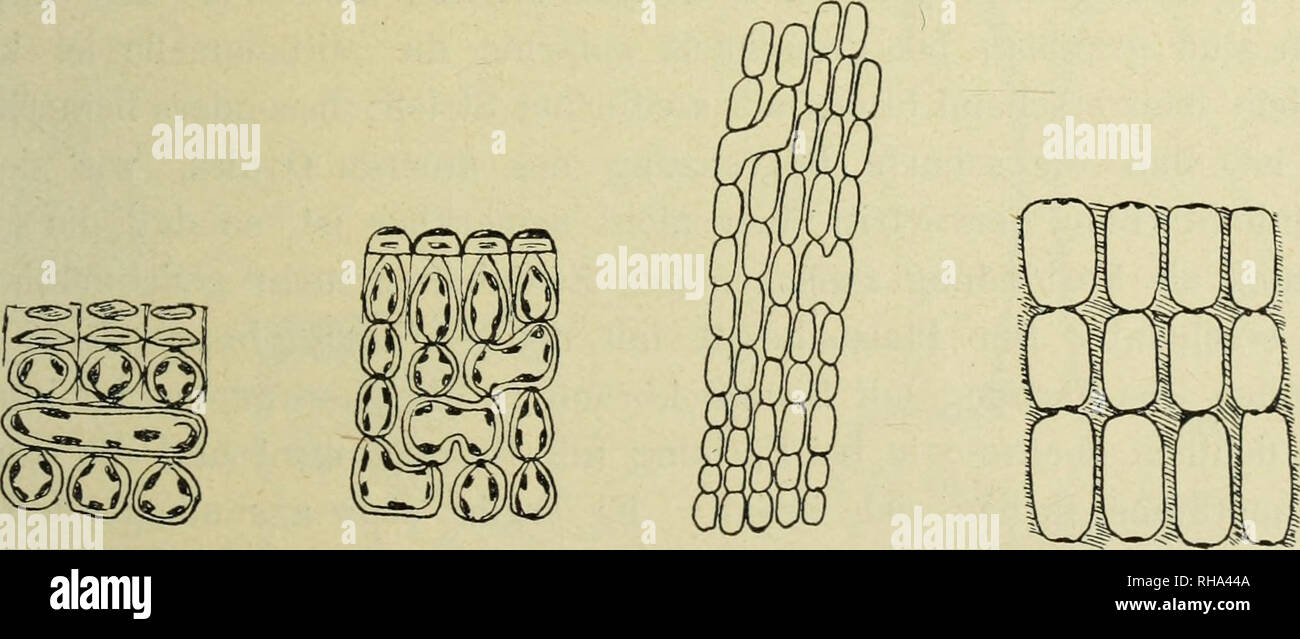 Hétérocyste hi-res stock photography and images - Alamy