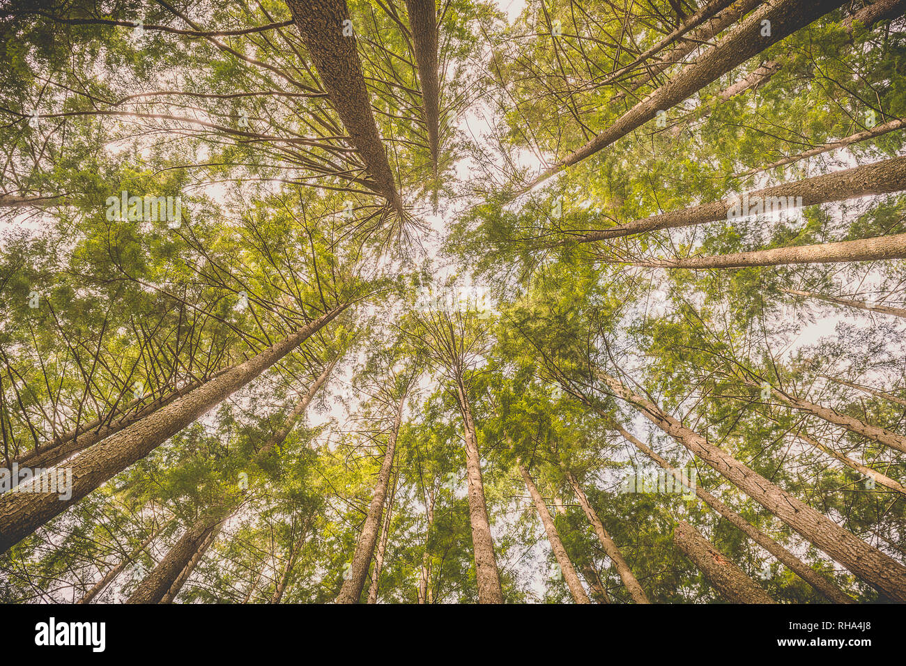 Douglas fir trees hi-res stock photography and images - Alamy