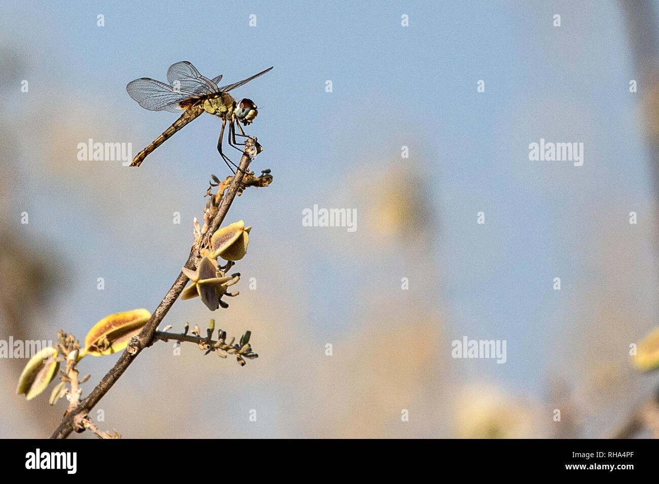 African dragonfly hi-res stock photography and images - Alamy