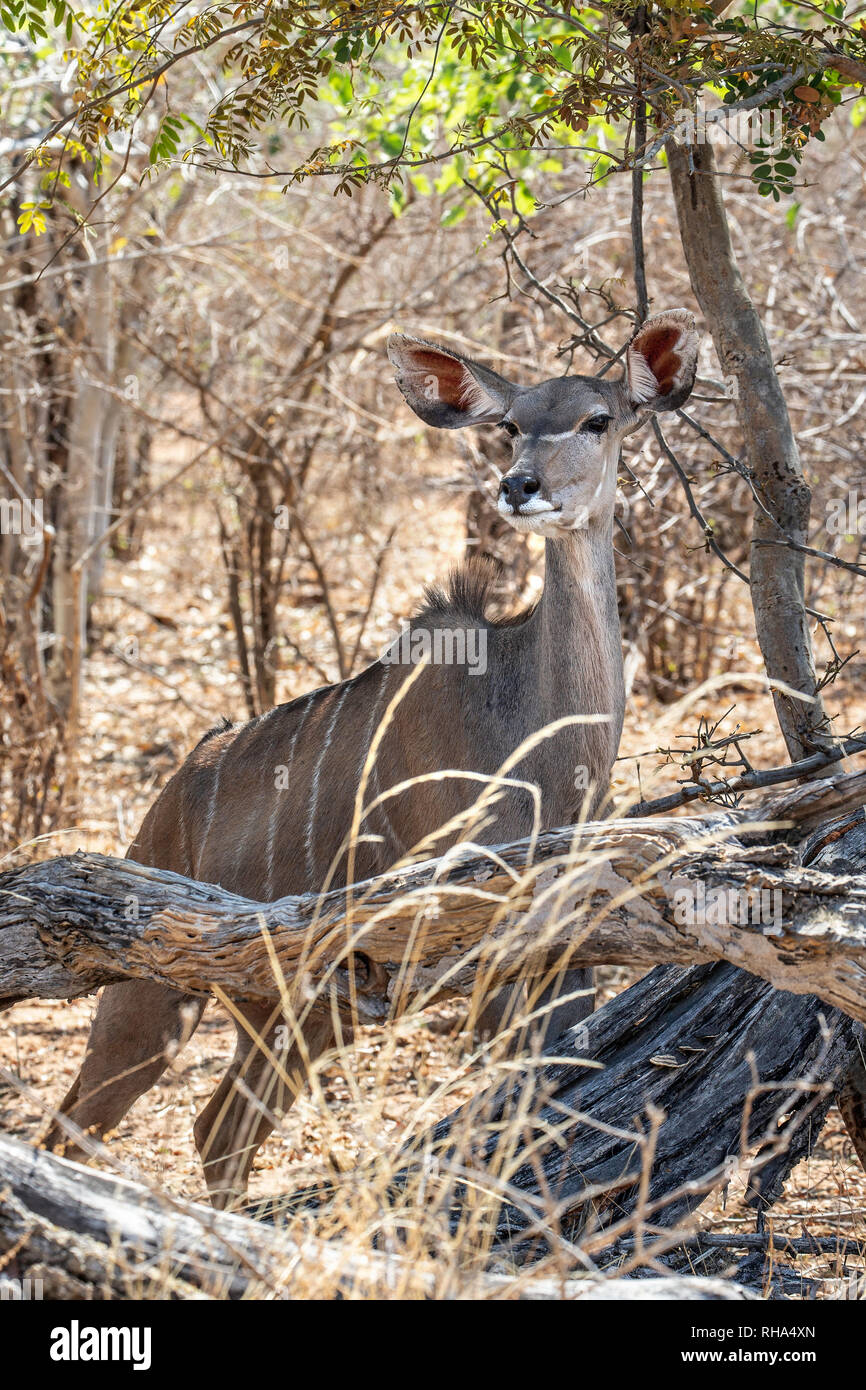Female Greater kudu -Tragelaphus strepsiceros - standing alert behind ...