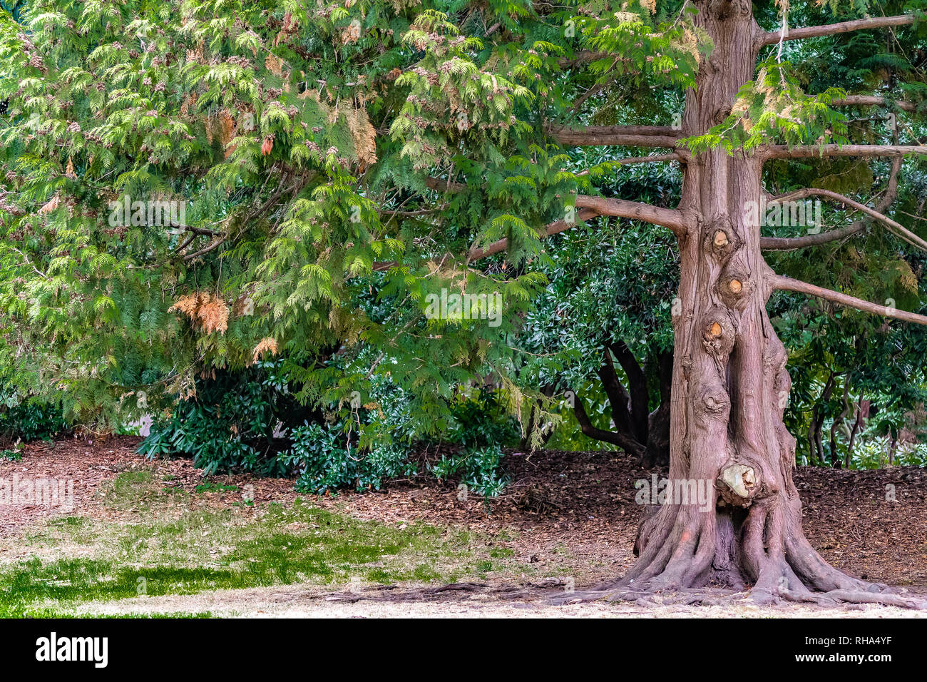 Widespread tree with fat/chunky trunk and horizontal branches Stock ...