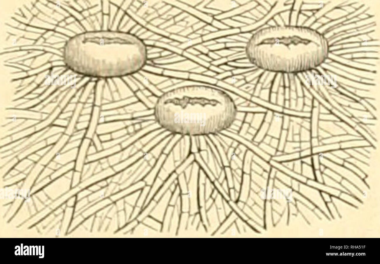 101 feuilles hi-res stock photography and images - Alamy