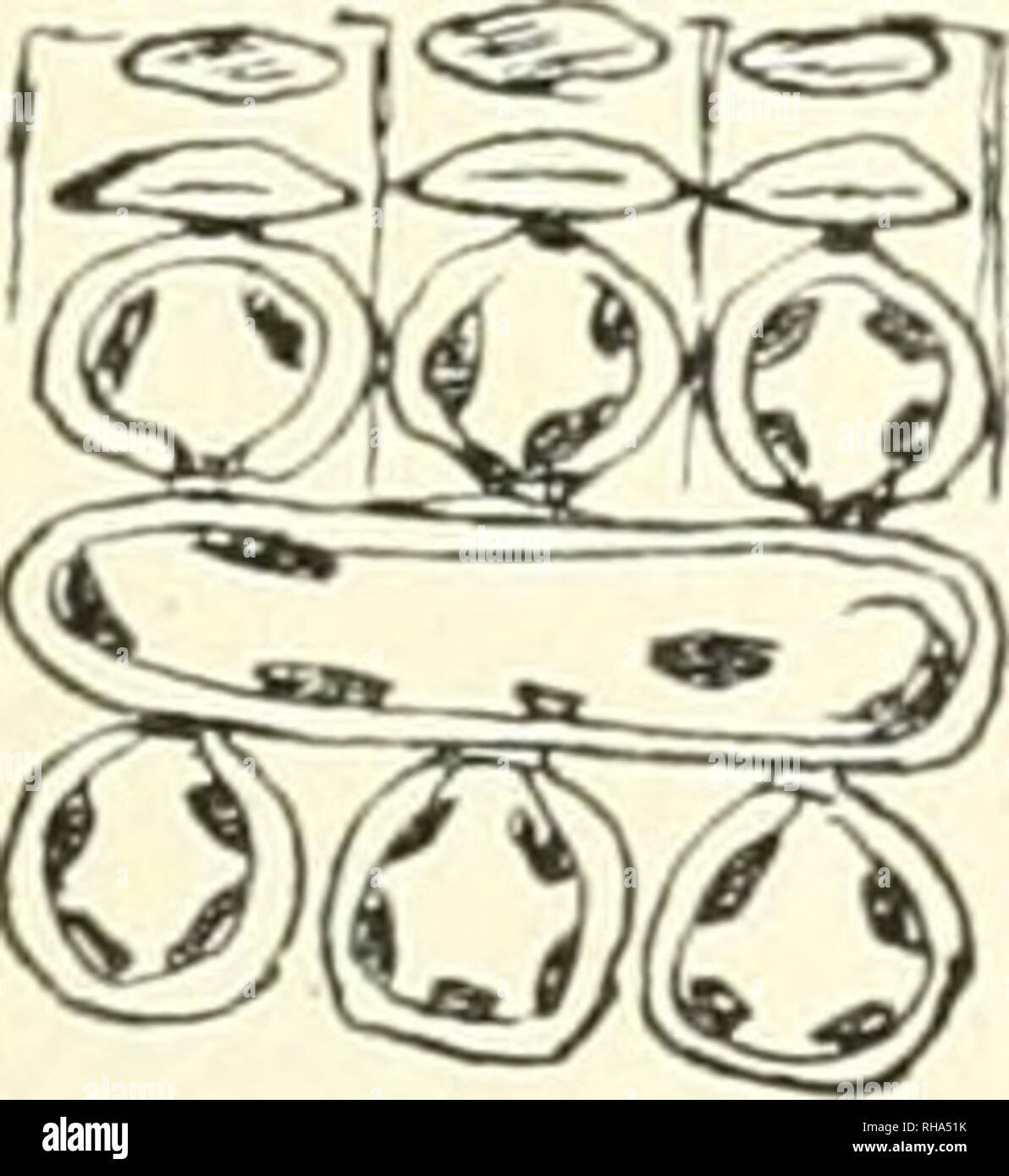 Hétérocyste hi-res stock photography and images - Alamy