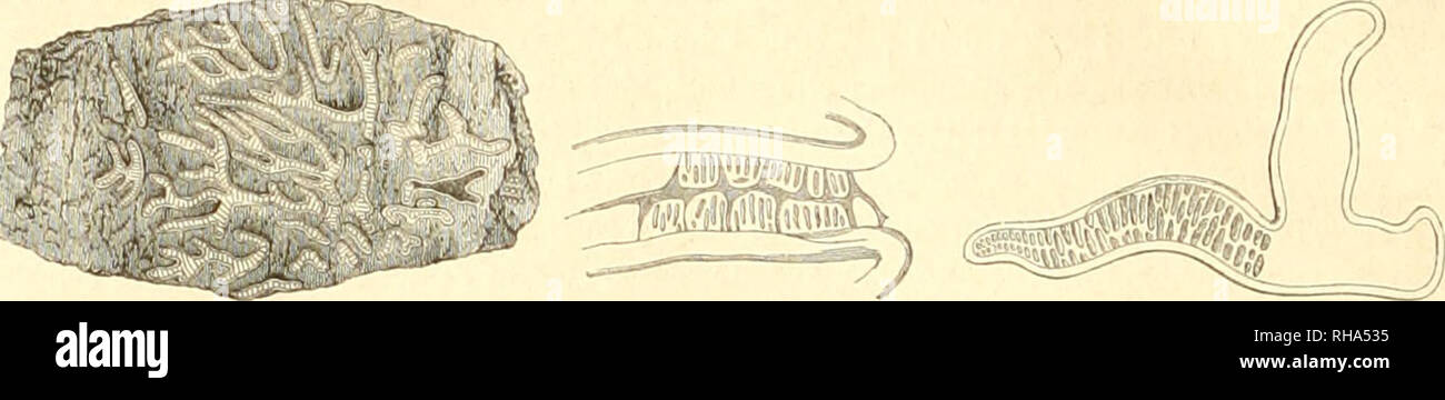 Receptaculi hi-res stock photography and images - Alamy