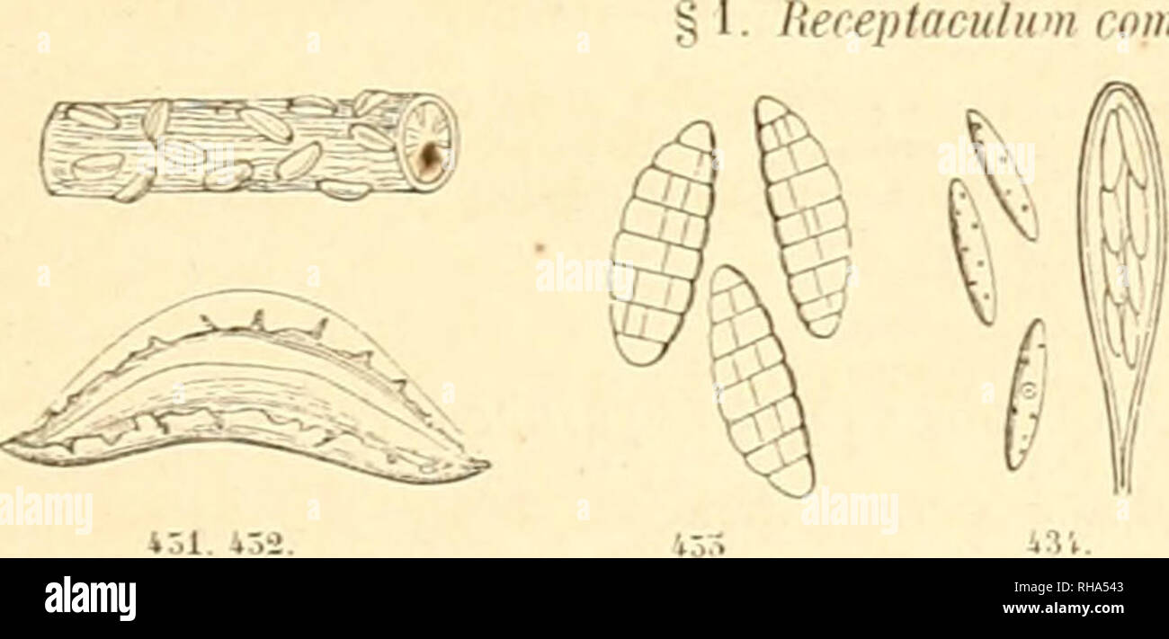 Feuilles de houx hi-res stock photography and images - Alamy