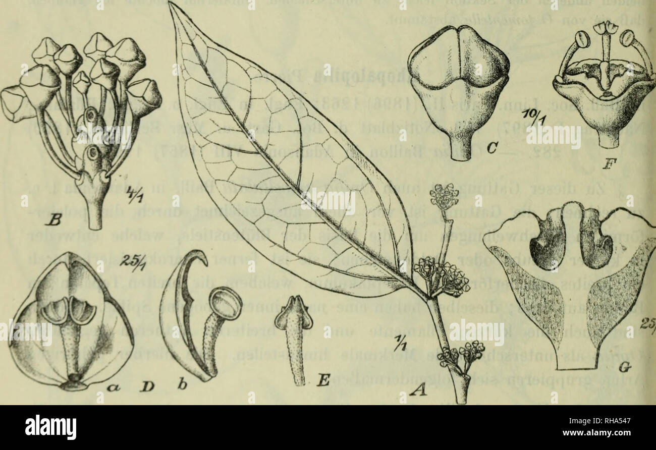 Petiolus hi-res stock photography and images - Alamy