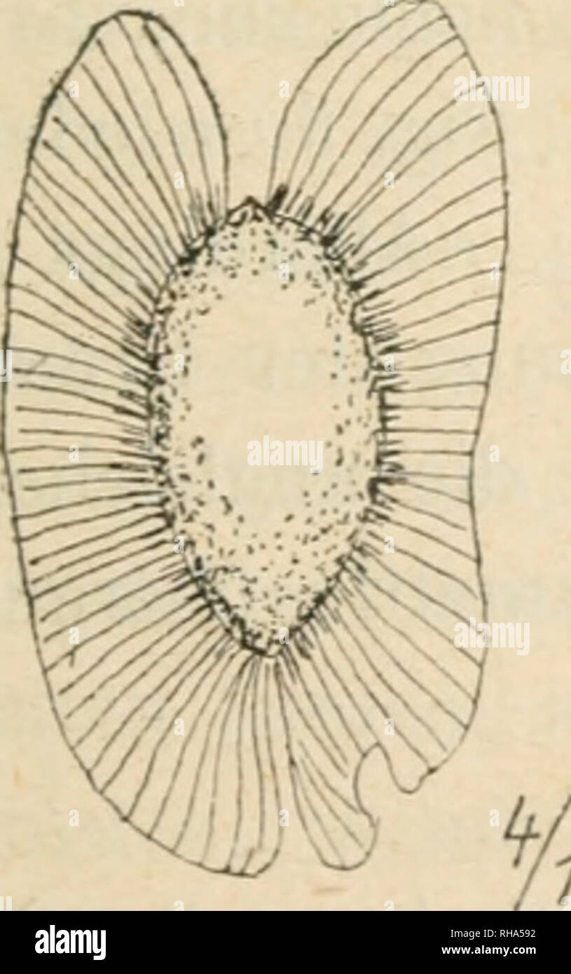 Teil langsschnitt hi-res stock photography and images - Alamy