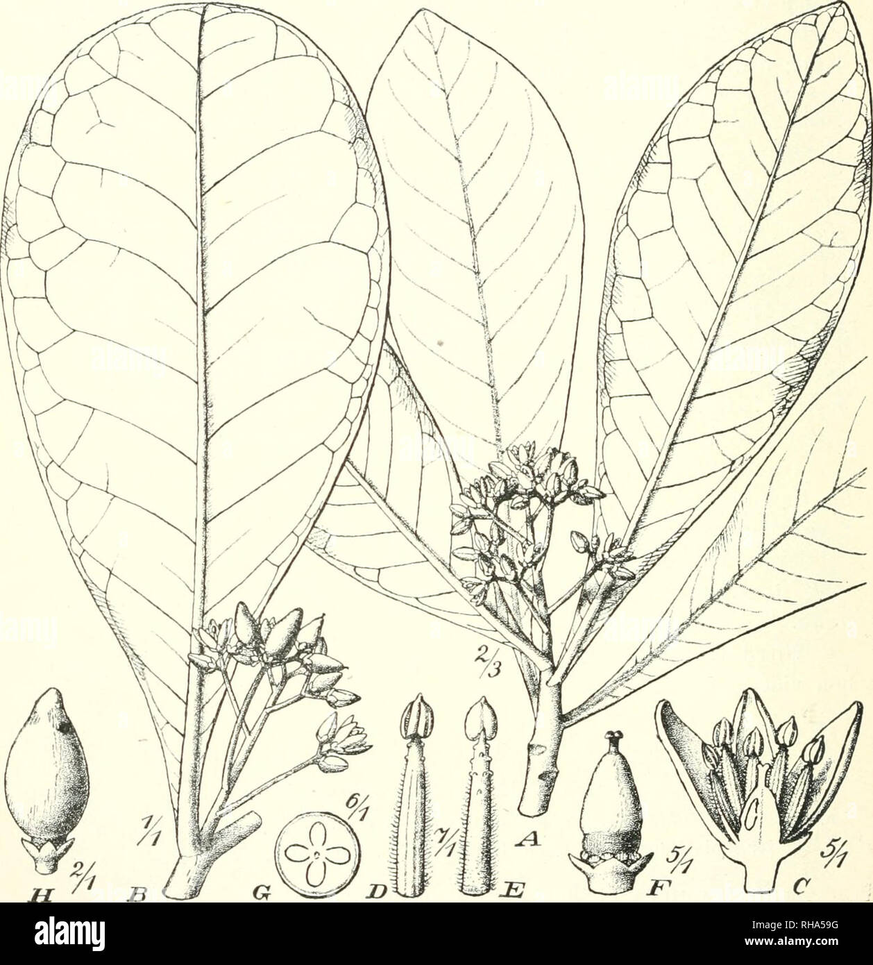 Pedúnculo hi-res stock photography and images - Alamy