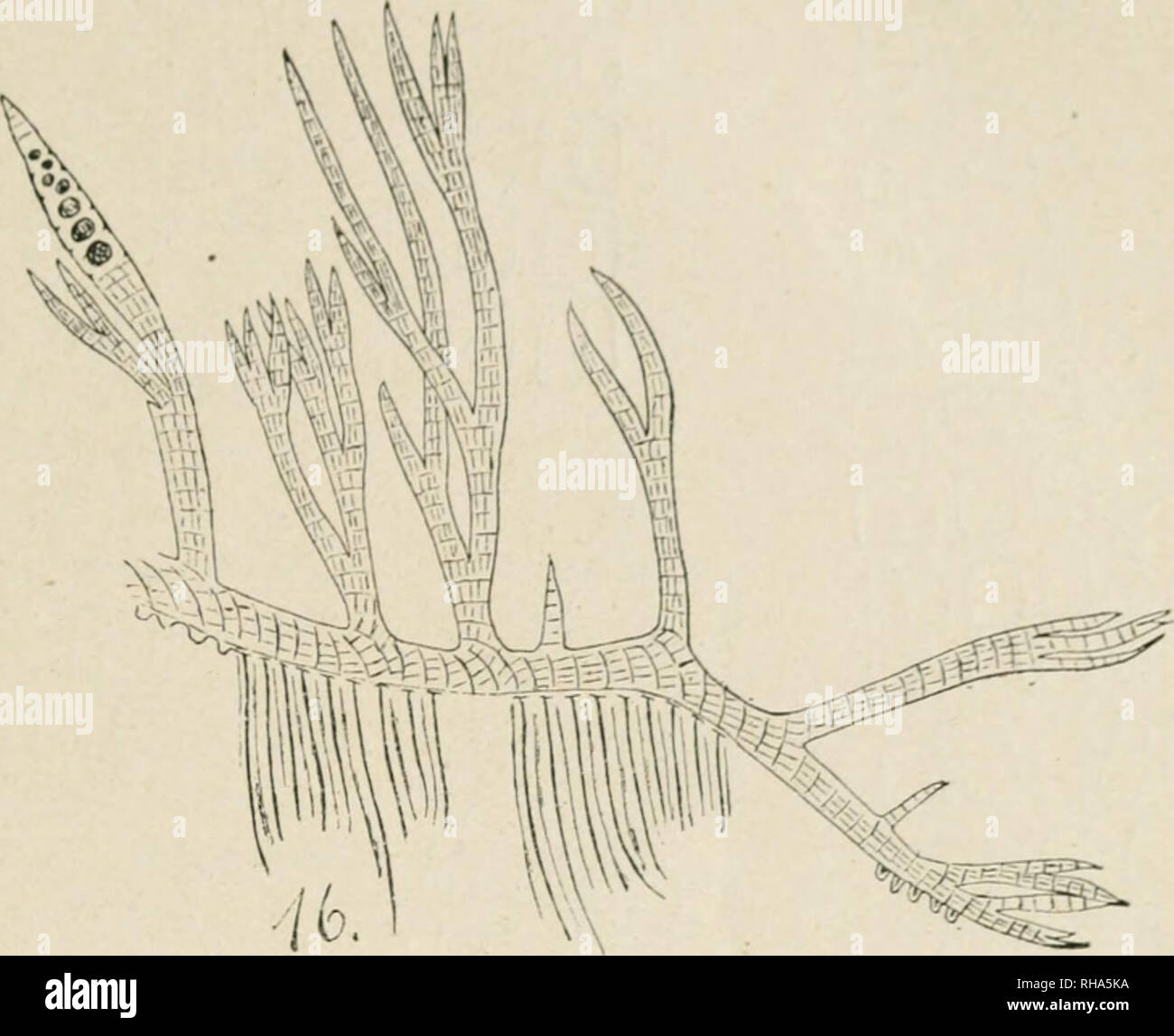 650 1300 High Resolution Stock Photography and Images - Alamy