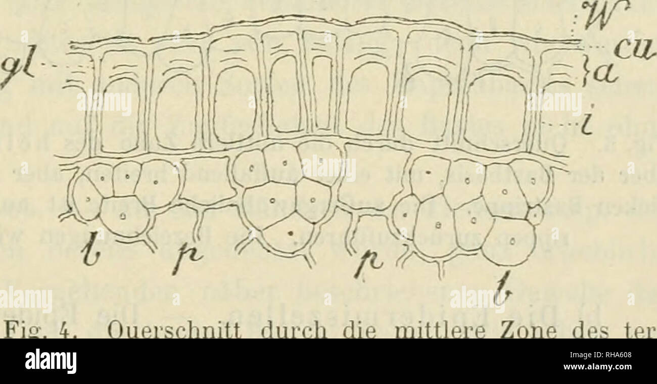 1880 querschnitt hi-res stock photography and images - Alamy