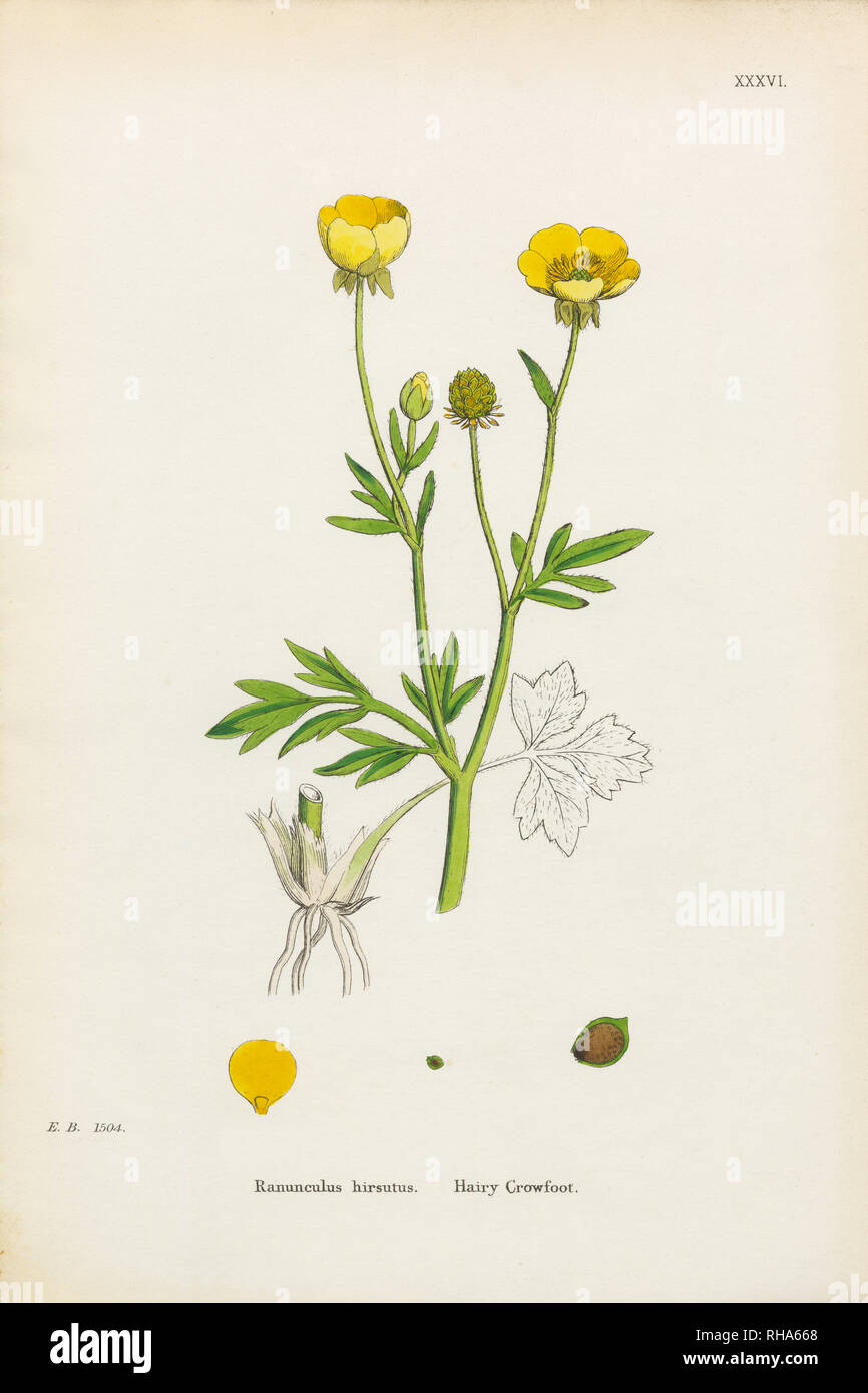 Antique Hand-Colored English Victorian Botanical Illustration, Circa ...