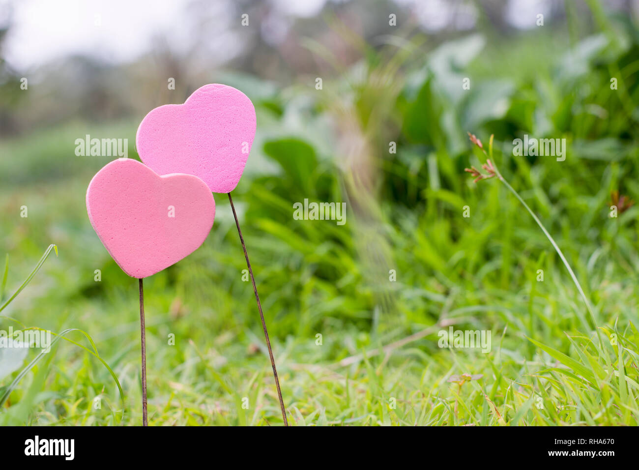 Two hearts in nature Stock Photo - Alamy