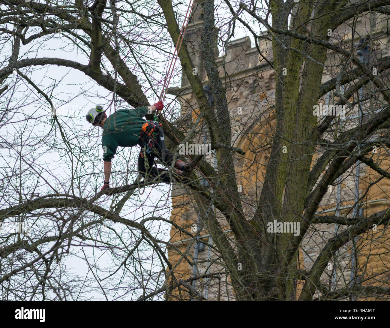 tree surgeon climbing branches in front of ancient church building ...