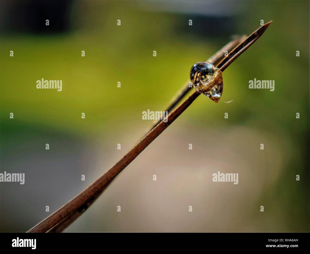 Resin droplet hi-res stock photography and images - Alamy