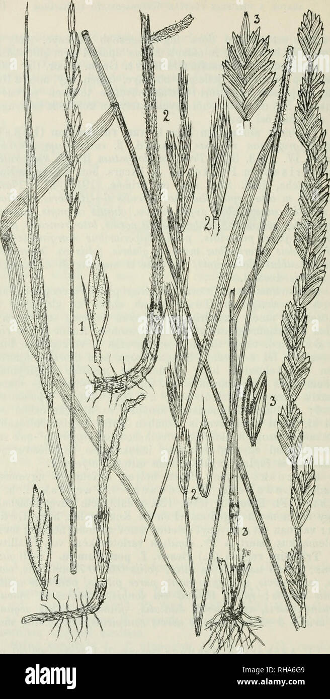 Triticum repens l hi-res stock photography and images - Alamy