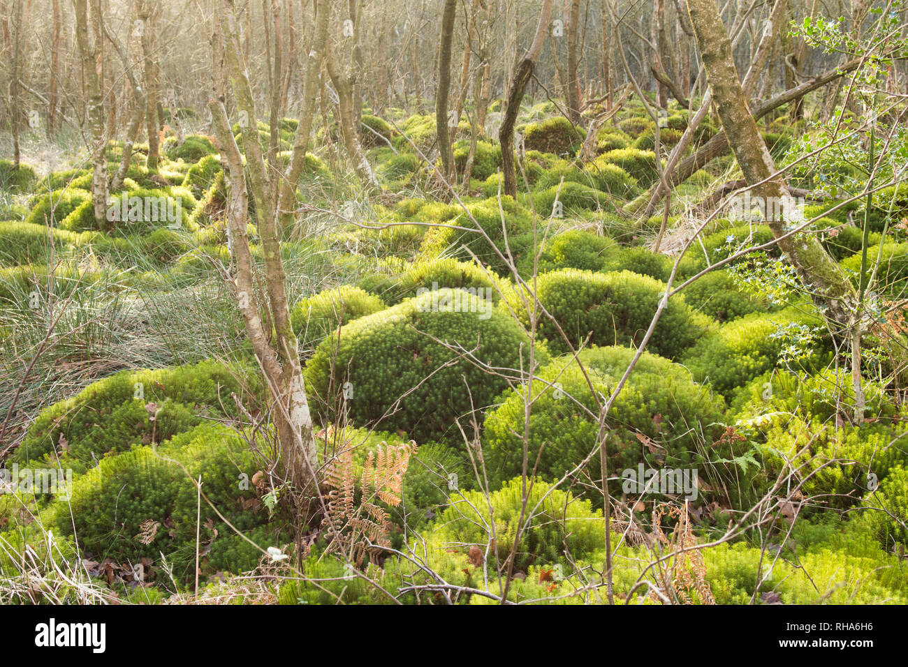 Sphagnum moss hi-res stock photography and images - Alamy