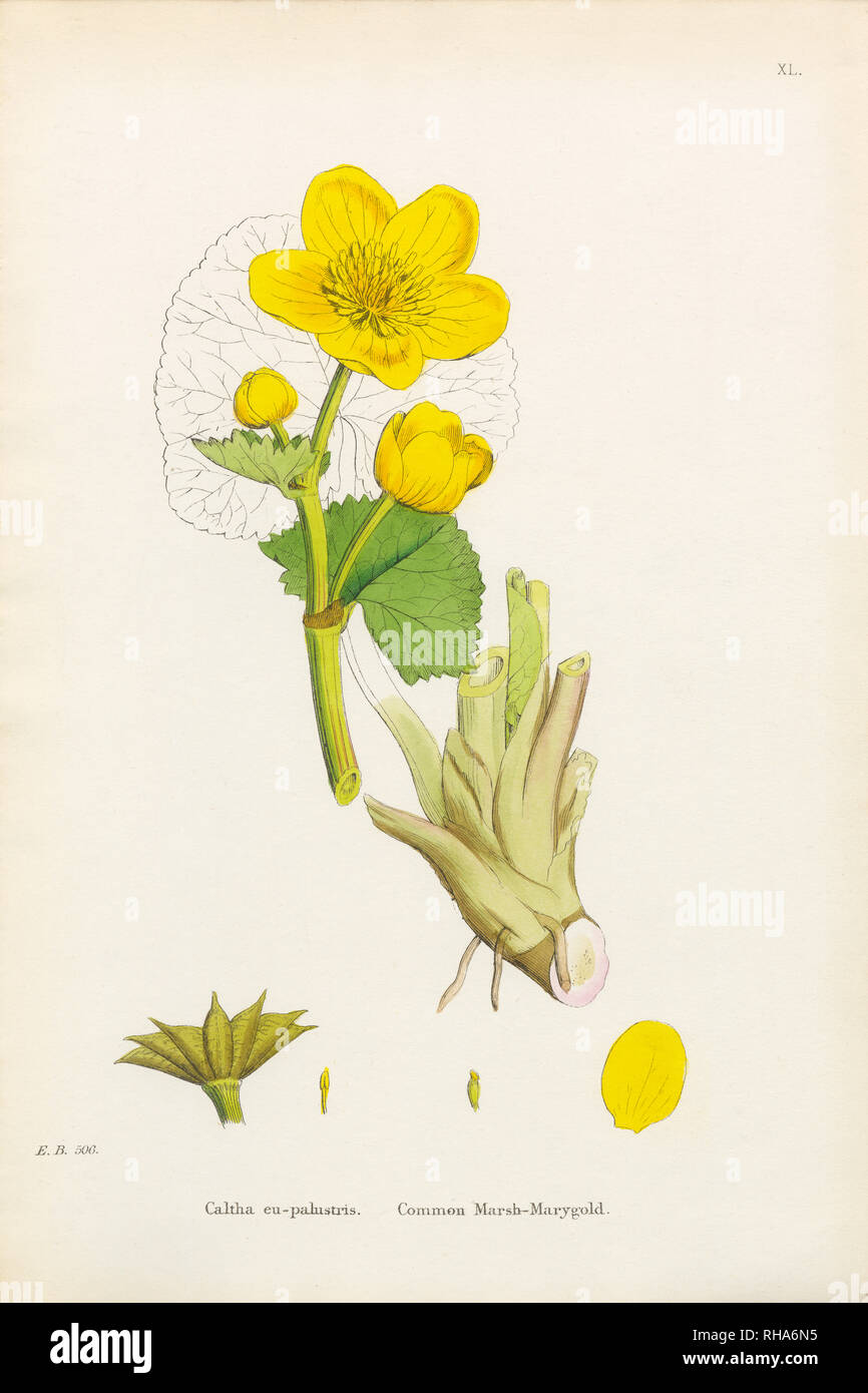 Antique Hand-Colored English Victorian Botanical Illustration, Circa ...