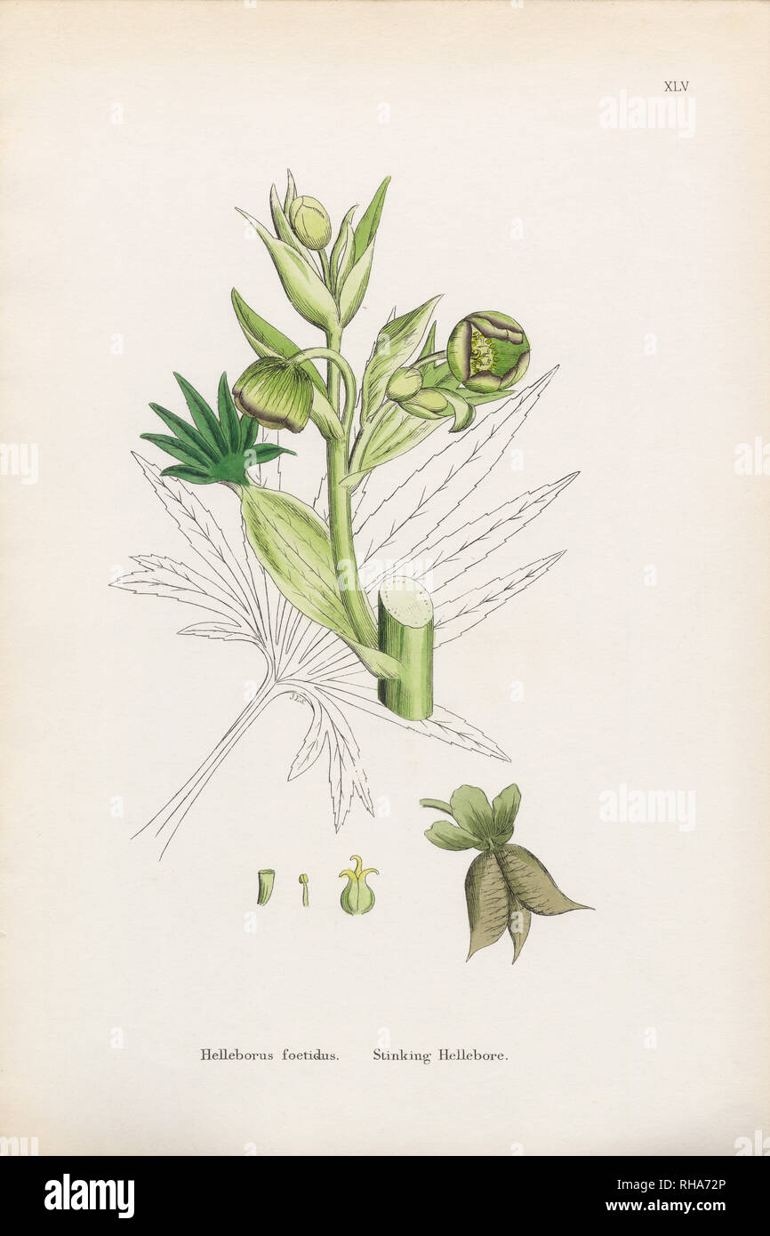 Antique Hand-Colored English Victorian Botanical Illustration, Circa ...