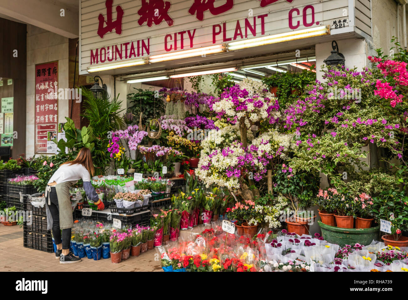 Flower shop at the Flower Market in Kowloon, Hong Kong, China, Asia ...