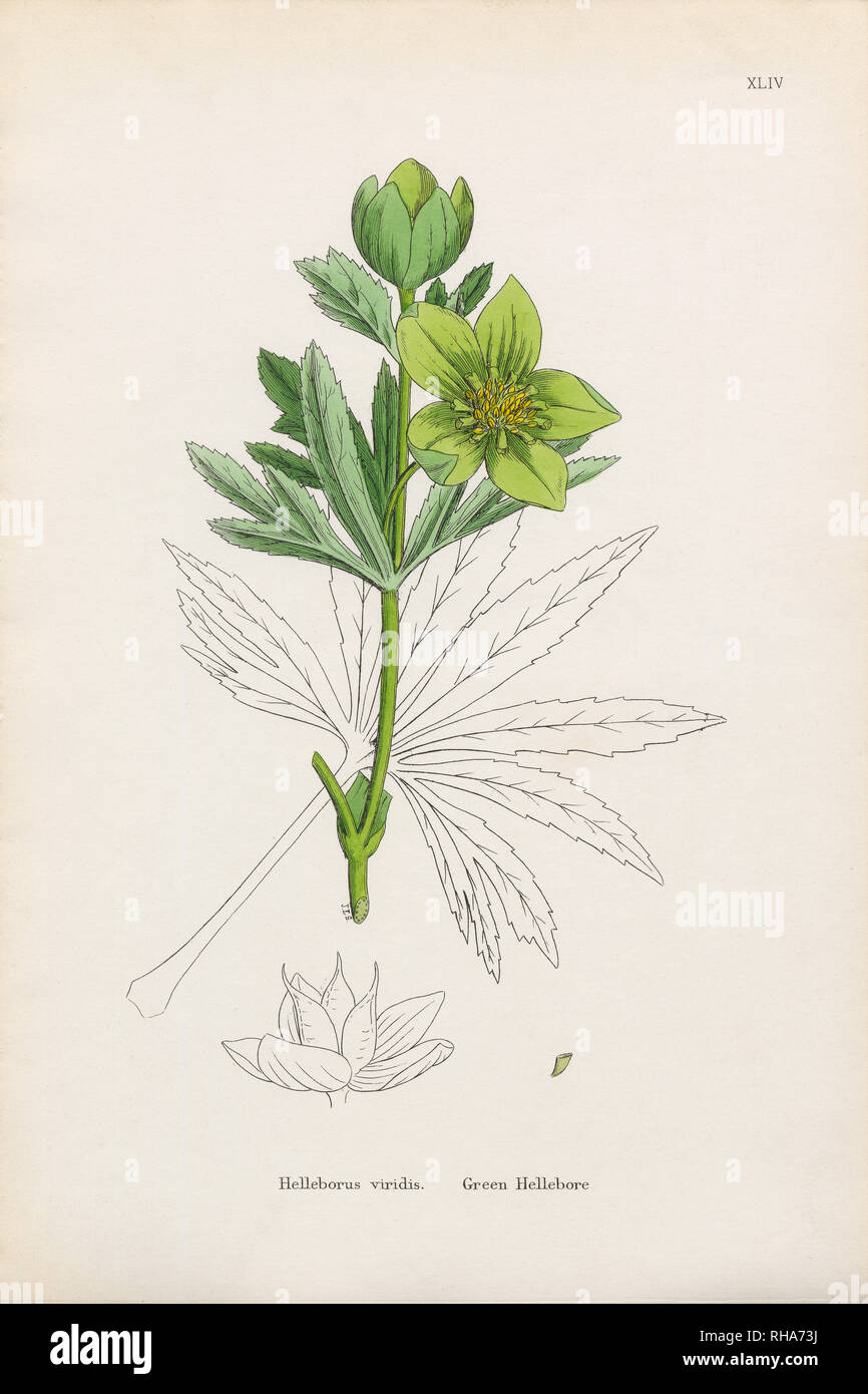 Antique Hand-Colored English Victorian Botanical Illustration, Circa ...