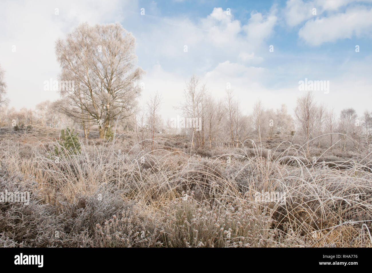 hoarfrost, hoar frost, Iping Common, Sussex, UK, Janurary, landscape ...