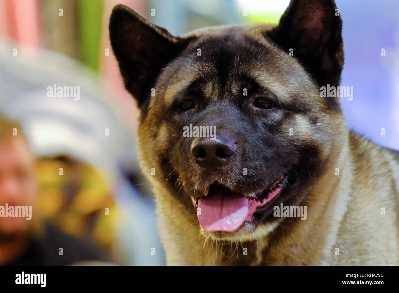 The beautiful head of an American Akita dog. There are two separate ...