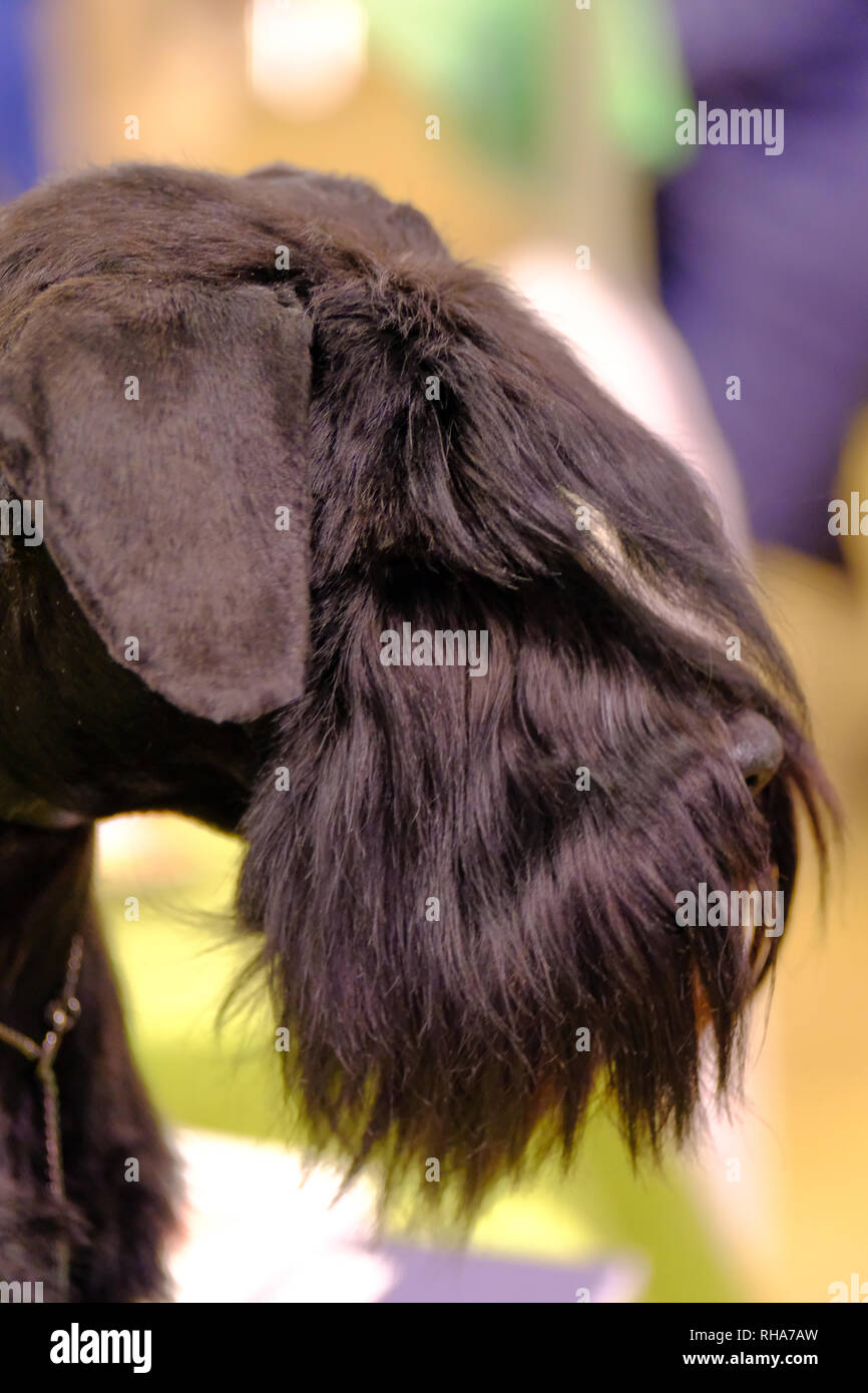 Head o a black miniature schnauzer (zwergschnauzer).The Miniature ...