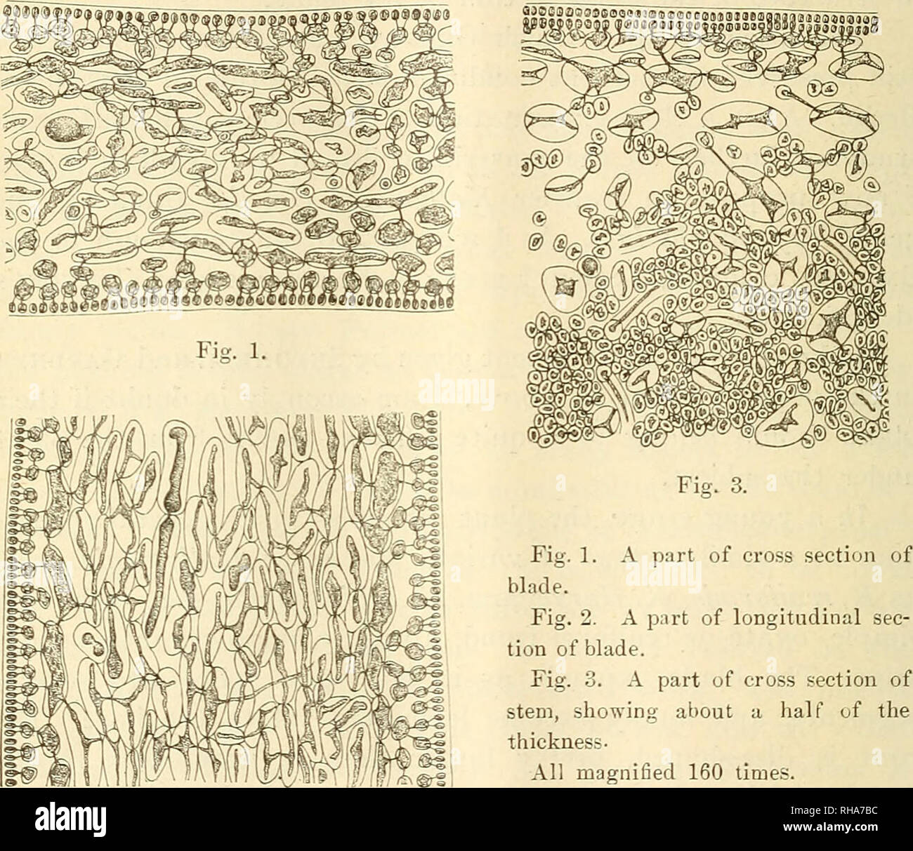 Basal decay hi-res stock photography and images - Alamy