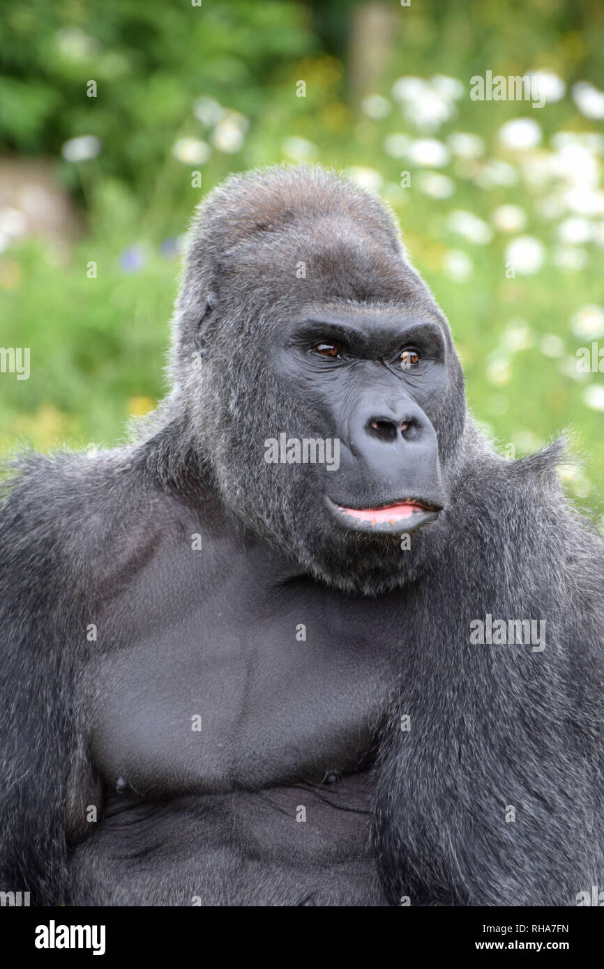 Gorilla Extinct Species