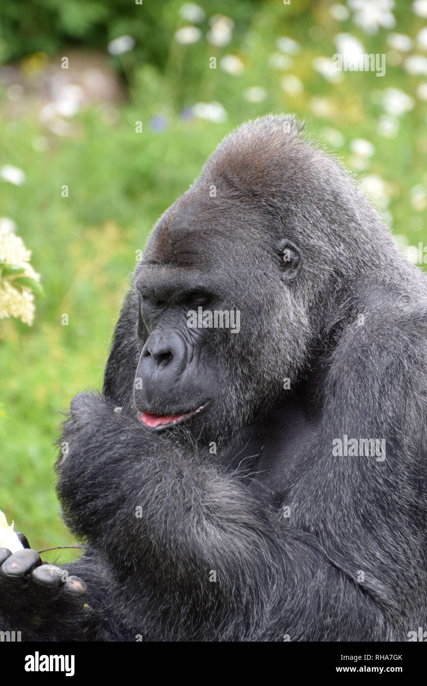 Gorilla Extinct Species