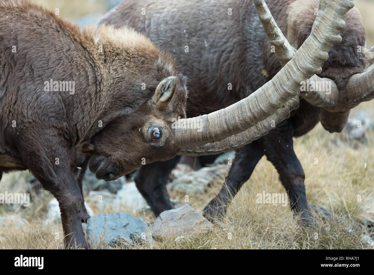 Male ibex battle hi-res stock photography and images - Alamy