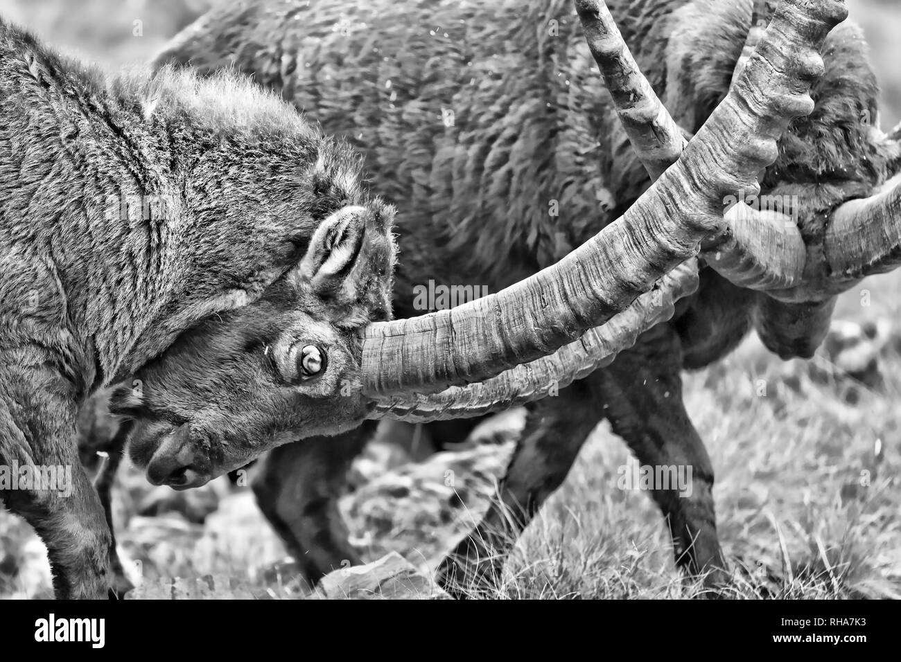 Male ibex battle hi-res stock photography and images - Alamy