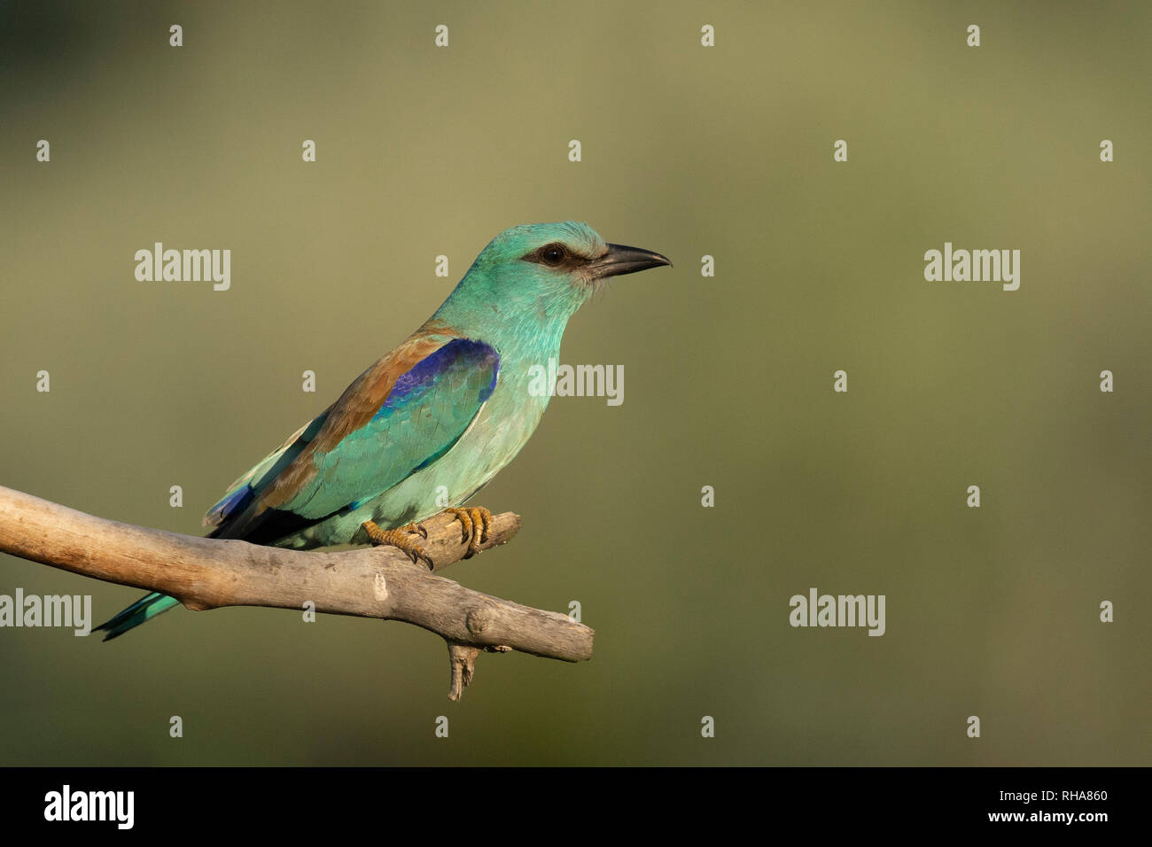 Garrulous roller hi-res stock photography and images - Alamy