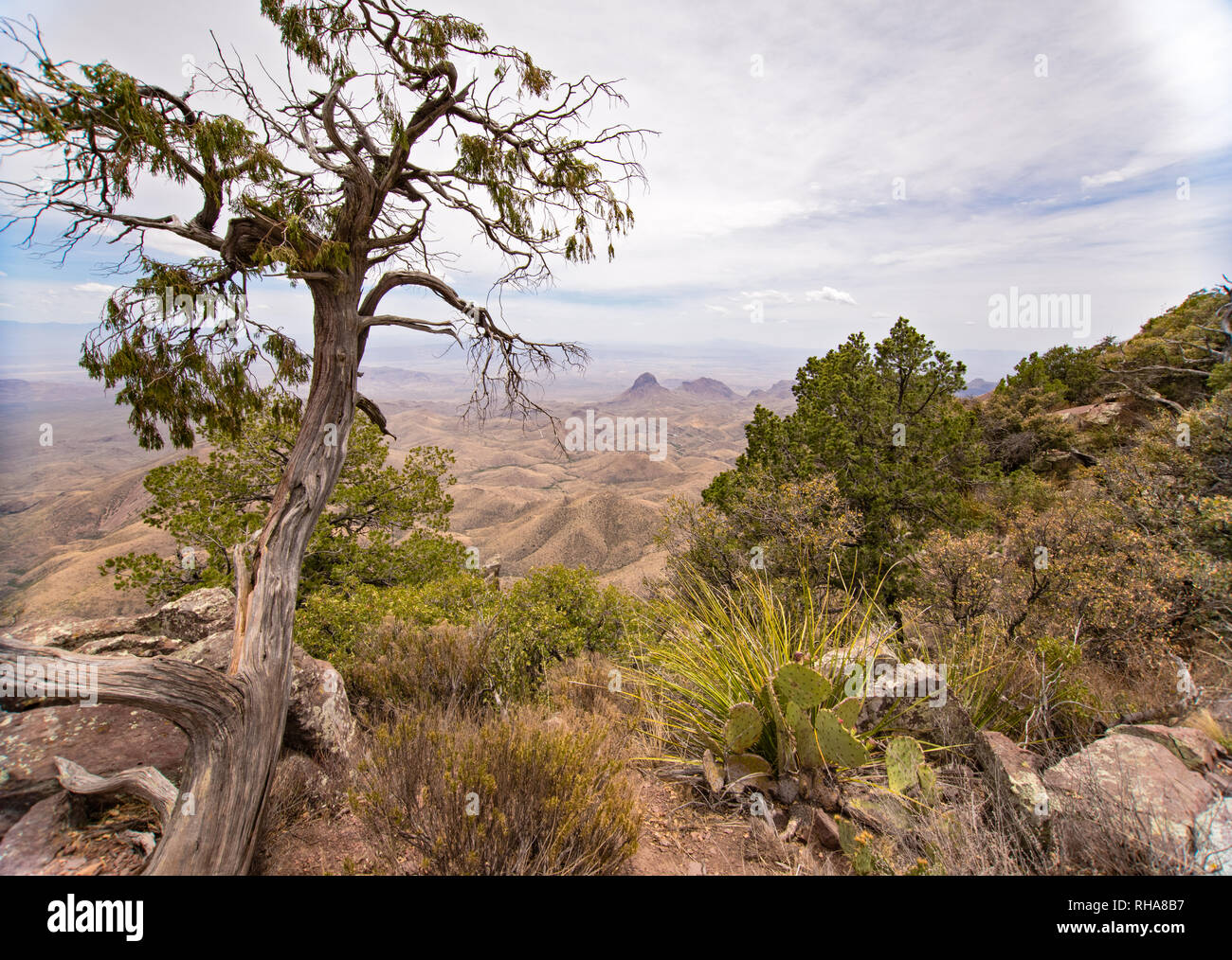 Big Bend National Park Texas Cactus High Resolution Stock Photography ...