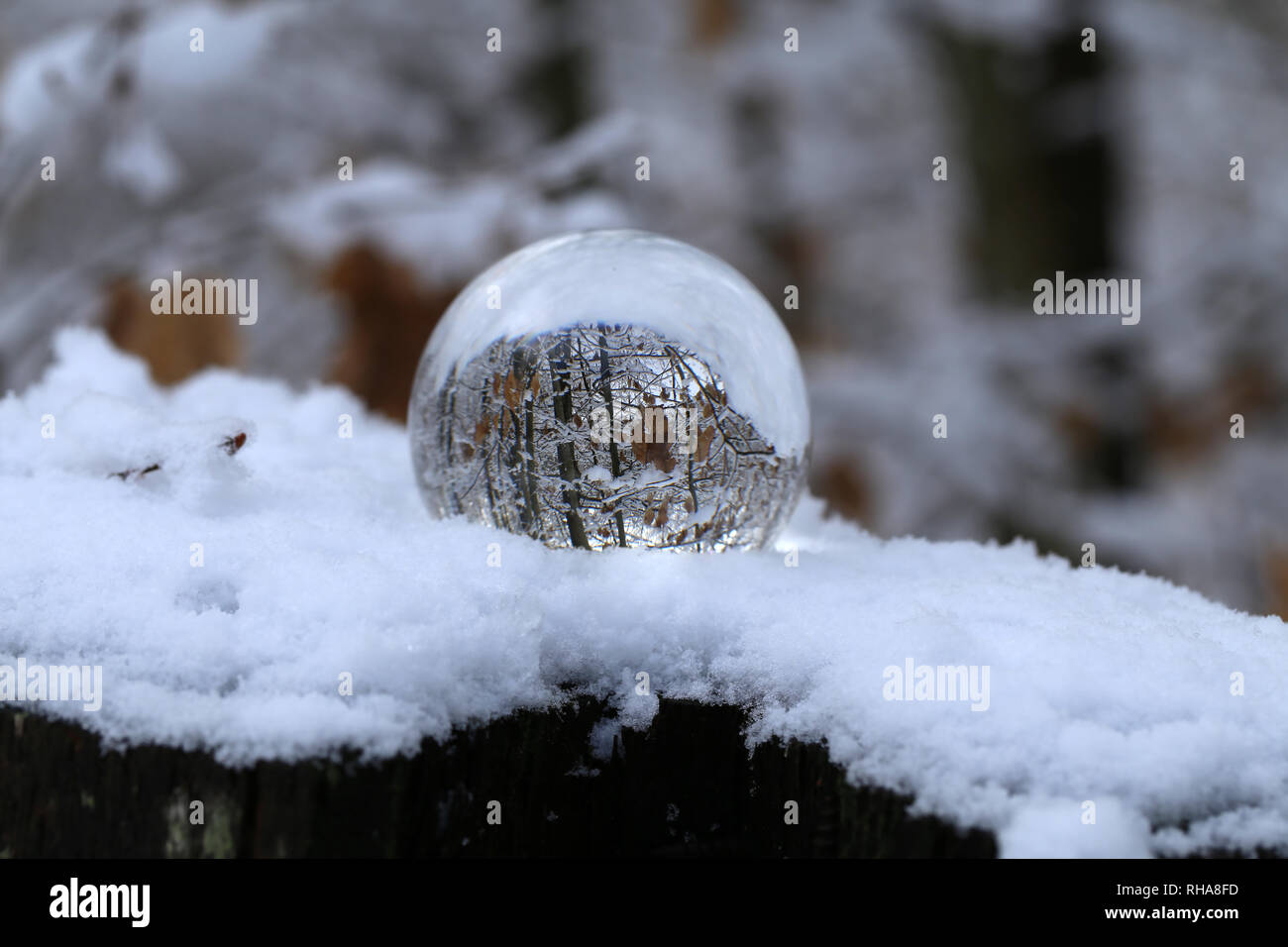 Winter forest through a transparent glass ball Stock Photo - Alamy