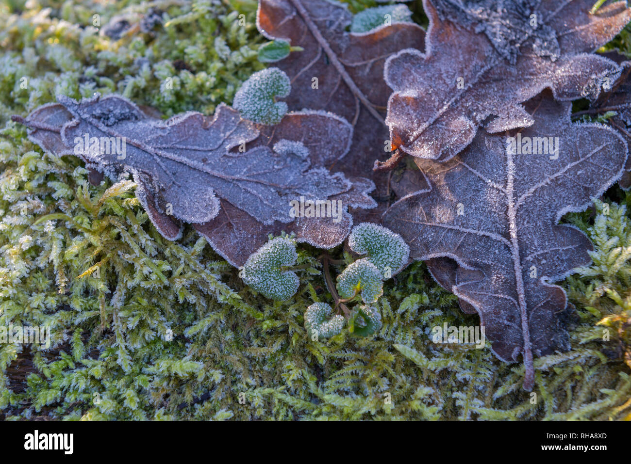 Frost covered moss hi-res stock photography and images - Alamy