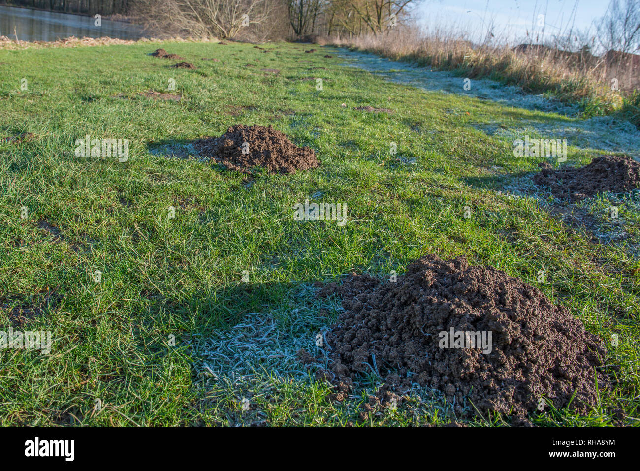 Mole heap winter hi-res stock photography and images - Alamy