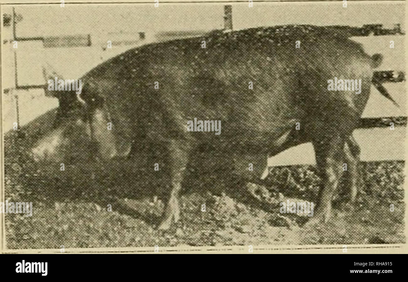 Jersey lily horse hi-res stock photography and images - Alamy