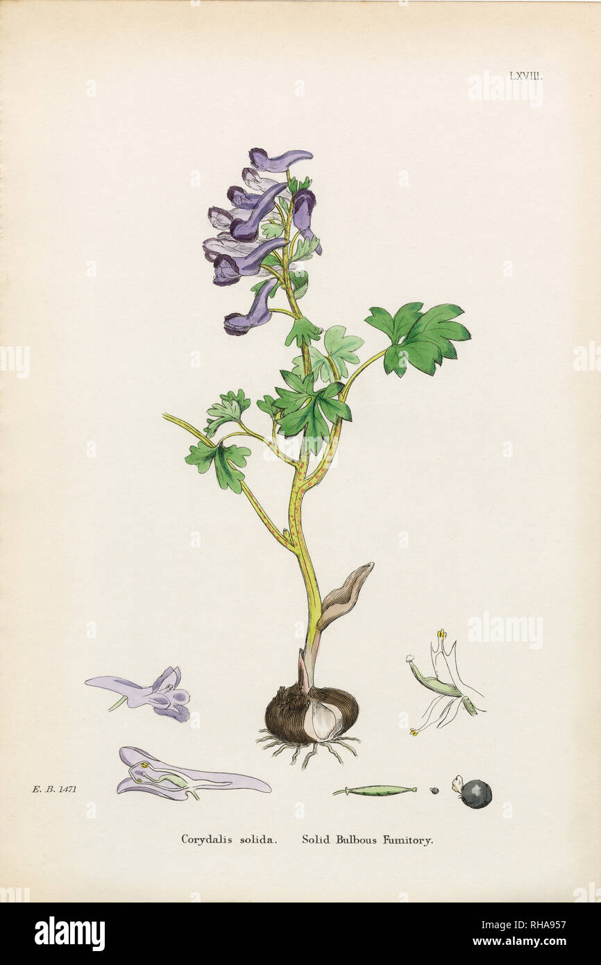 Antique Hand-Colored English Victorian Botanical Illustration, Circa ...