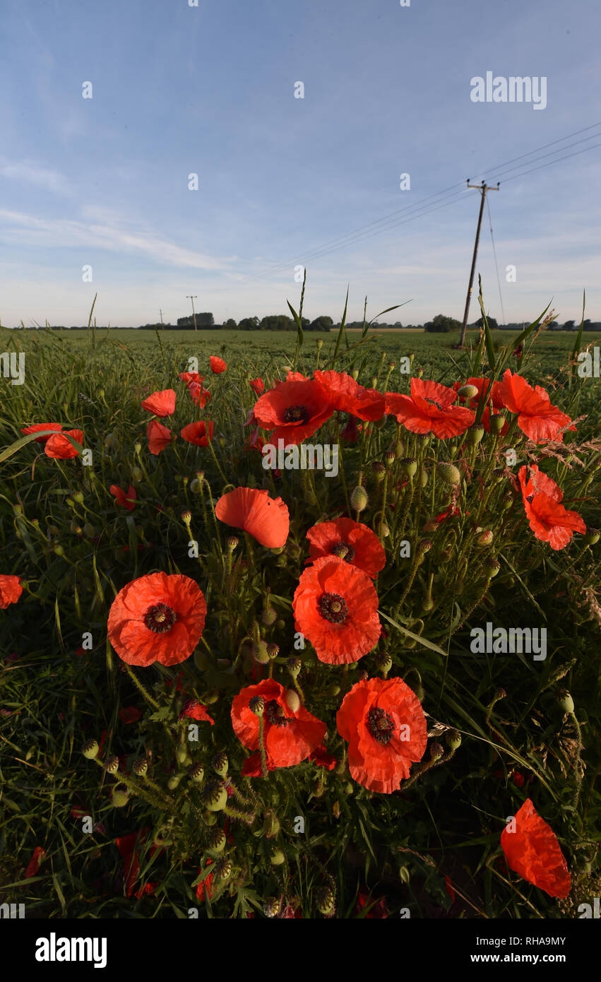 Poppers field hi-res stock photography and images - Alamy