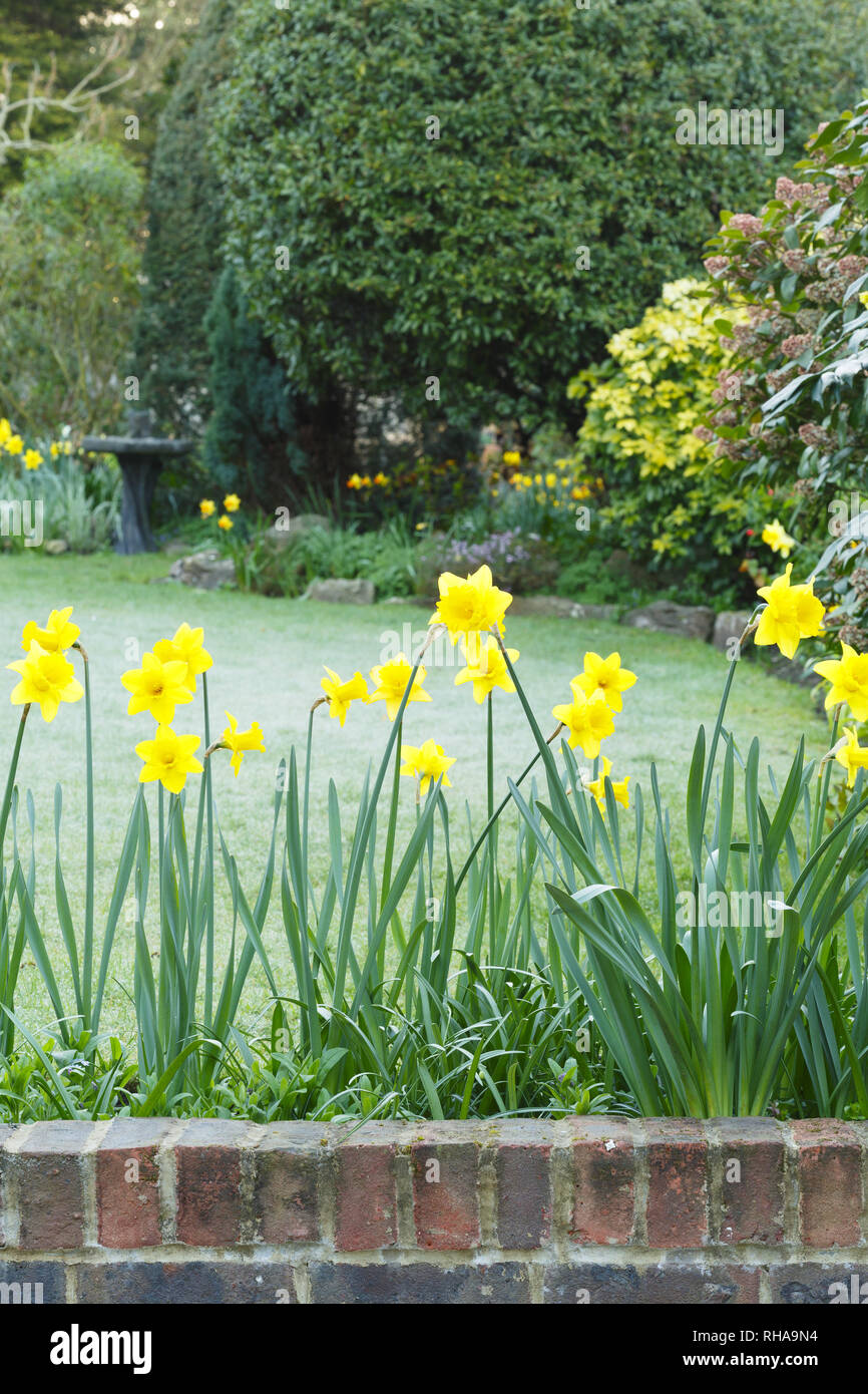 Daffodil flowers in a spring garden border in an English garden, UK ...