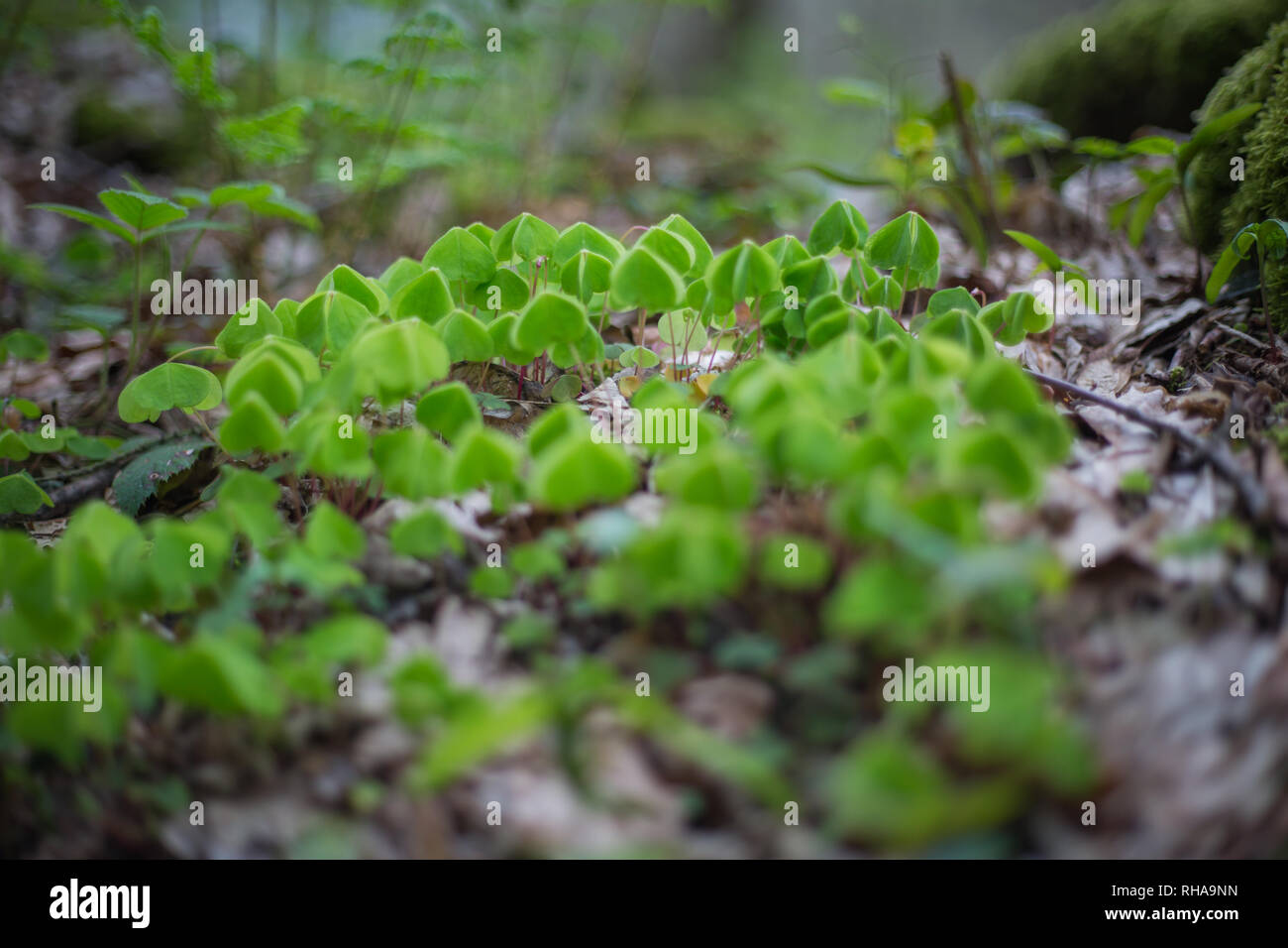 a field of clover in the forest Stock Photo - Alamy